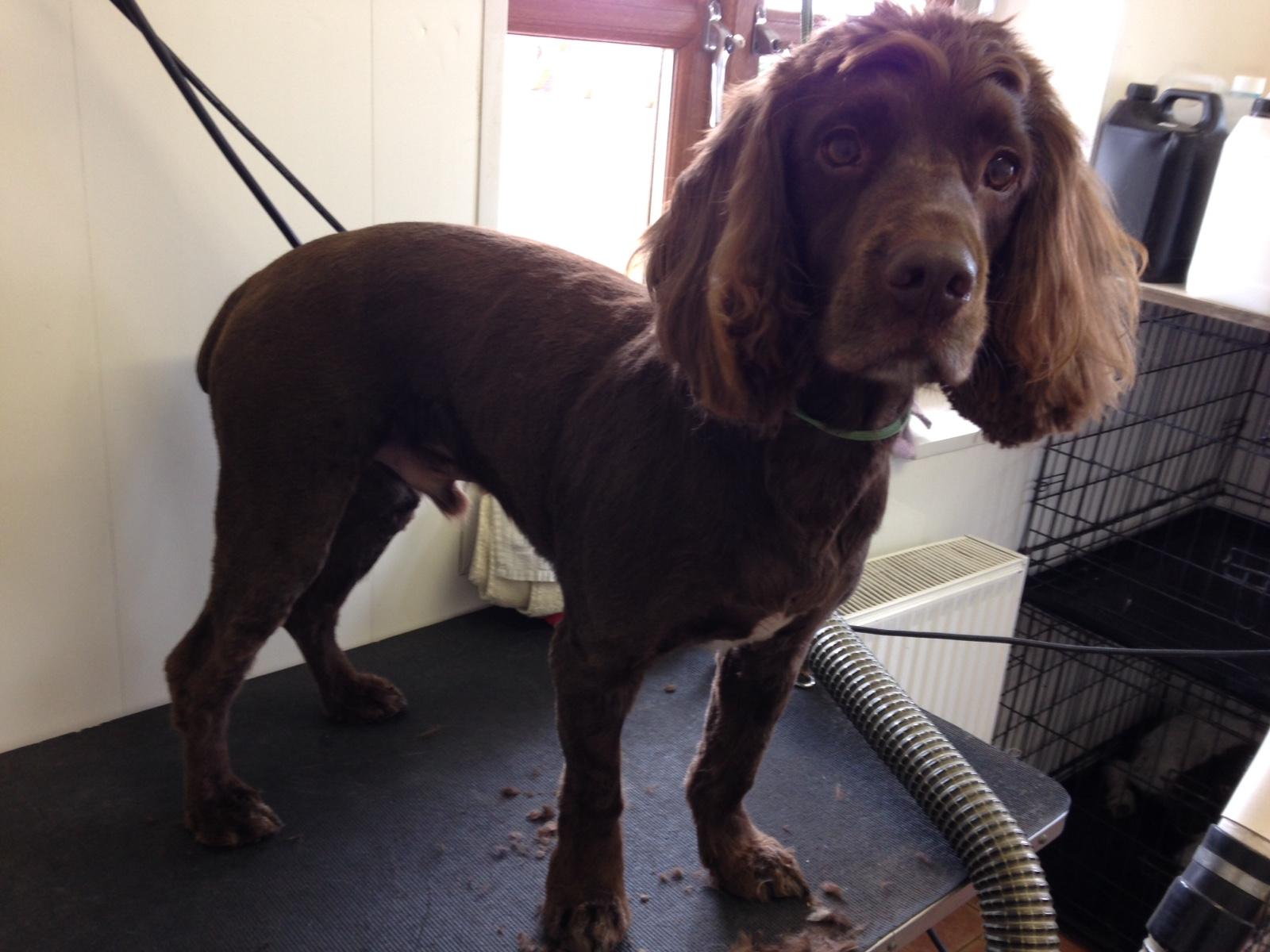 Gallery – Corner Cottage Animal Boarding